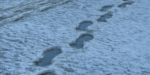 3 Different Types of Snow (And What They Look Like)