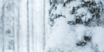 3 Different Types of Snow (And What They Look Like)